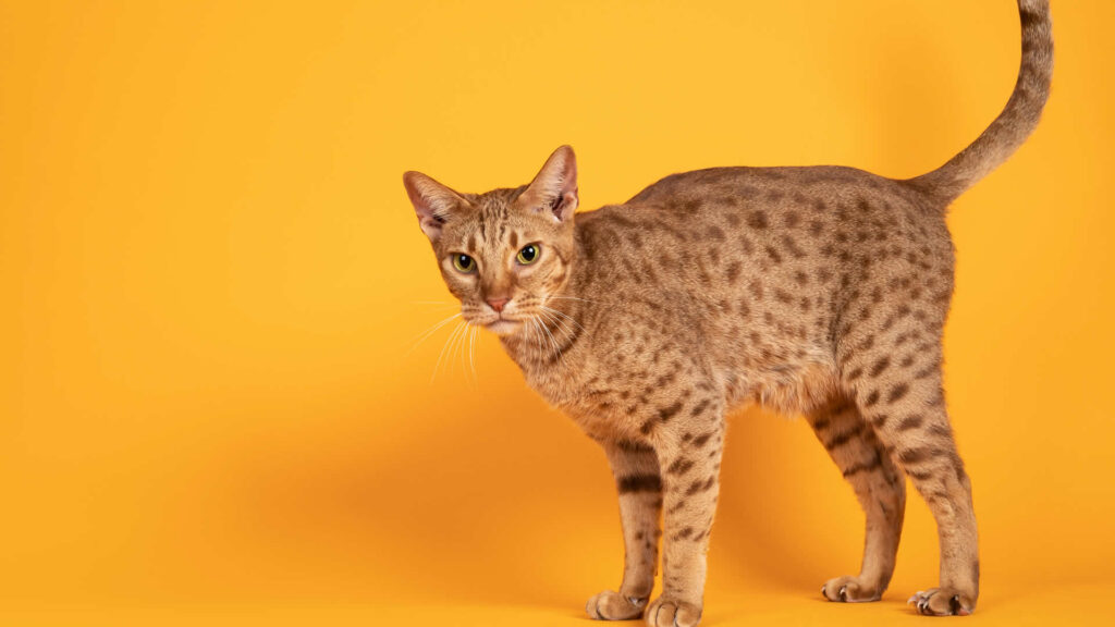 15 Orange Cat Breeds You Need to Know About!