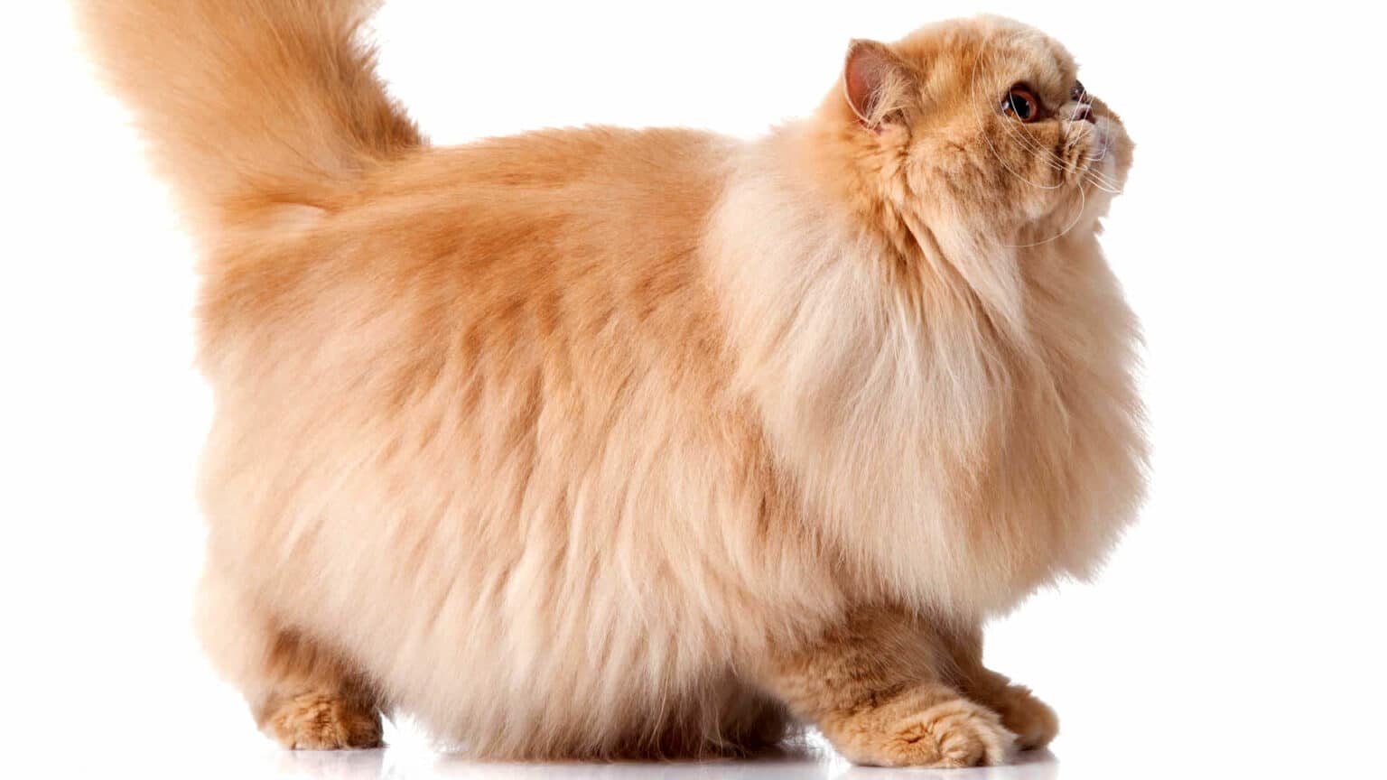 15 Orange Cat Breeds You Need to Know About!