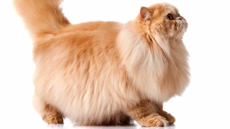 15 Orange Cat Breeds You Need to Know About!
