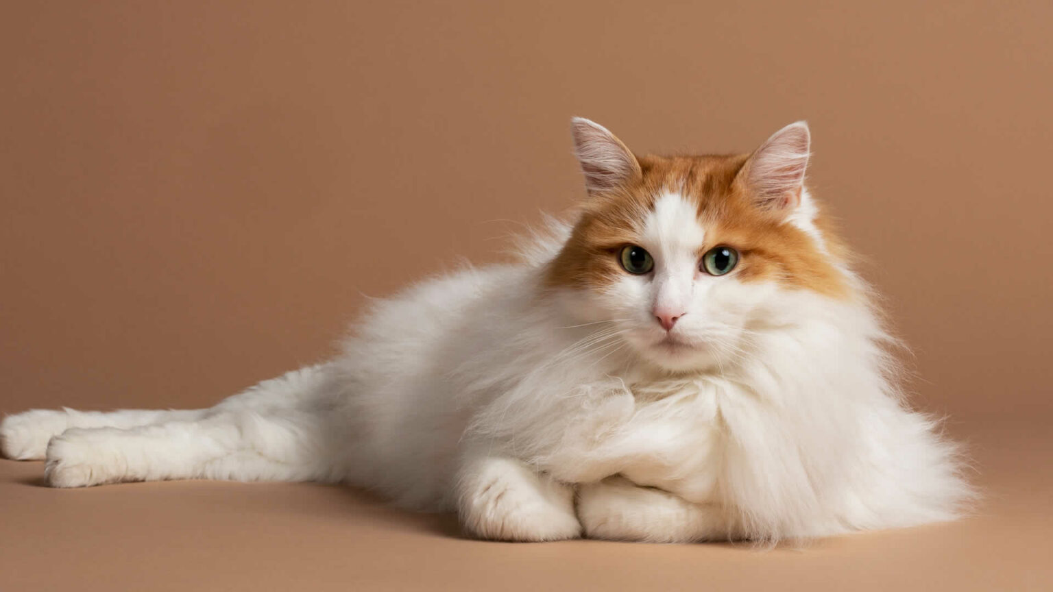 15 Orange Cat Breeds You Need to Know About!