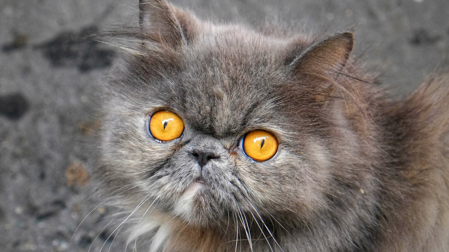 20 Breeds of Cats With Big Eyes