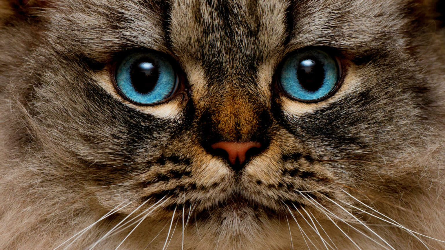 20 Breeds of Cats With Big Eyes