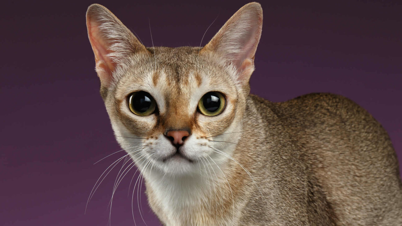 20 Breeds of Cats With Big Eyes