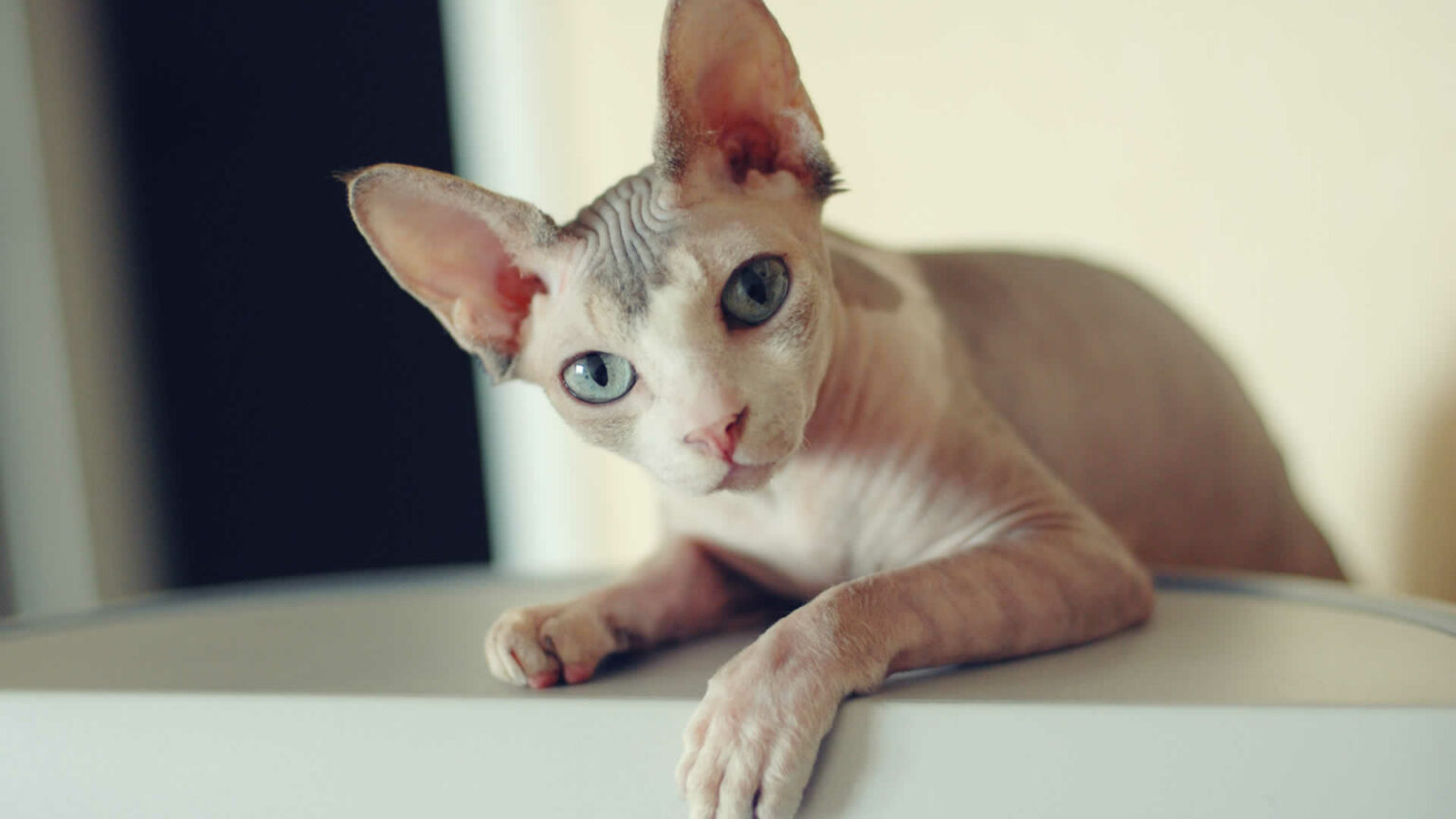 20 Breeds of Cats With Big Eyes