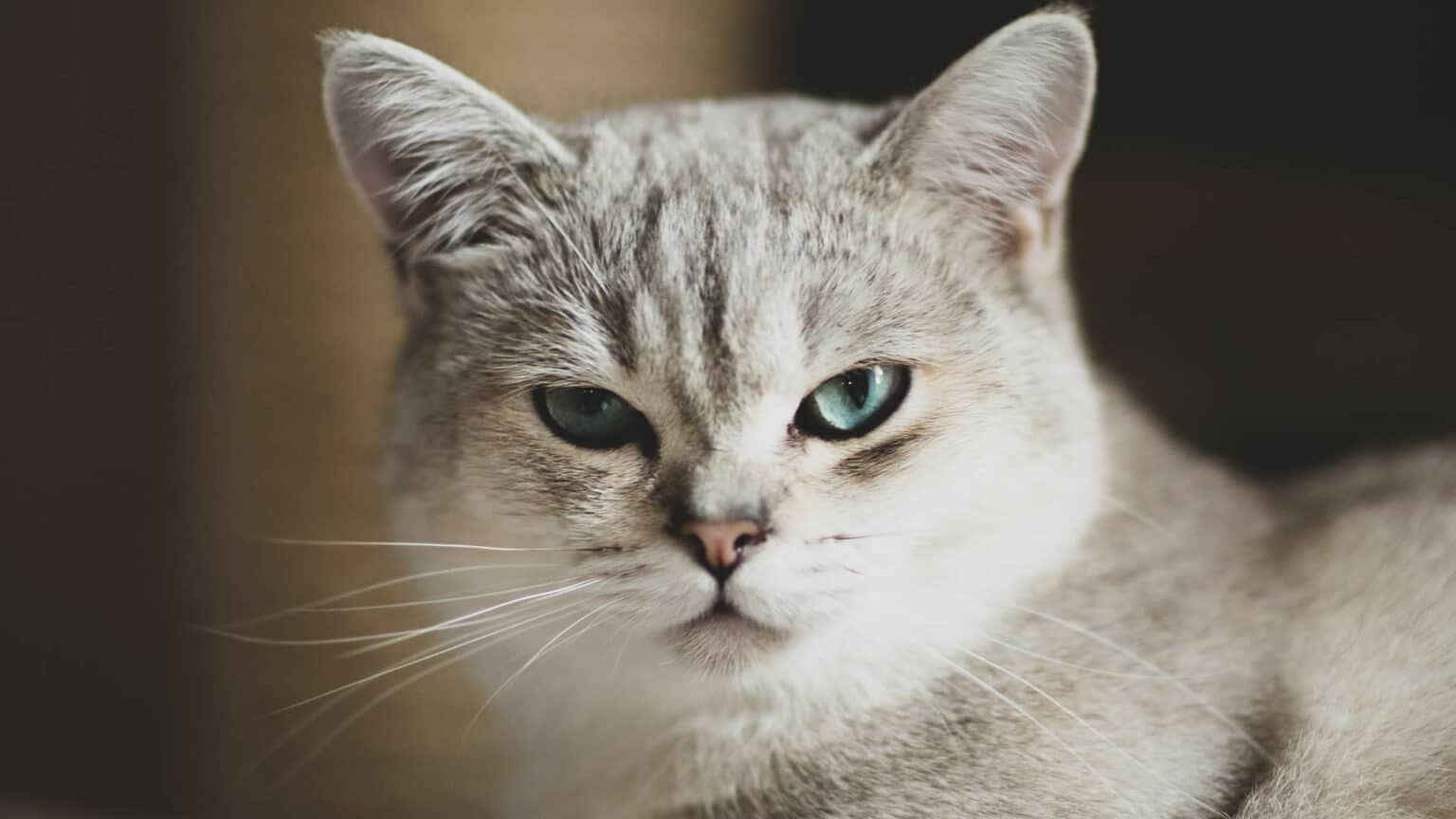 Flat Faced Cat Breeds: 10 Cats With Flat Faces