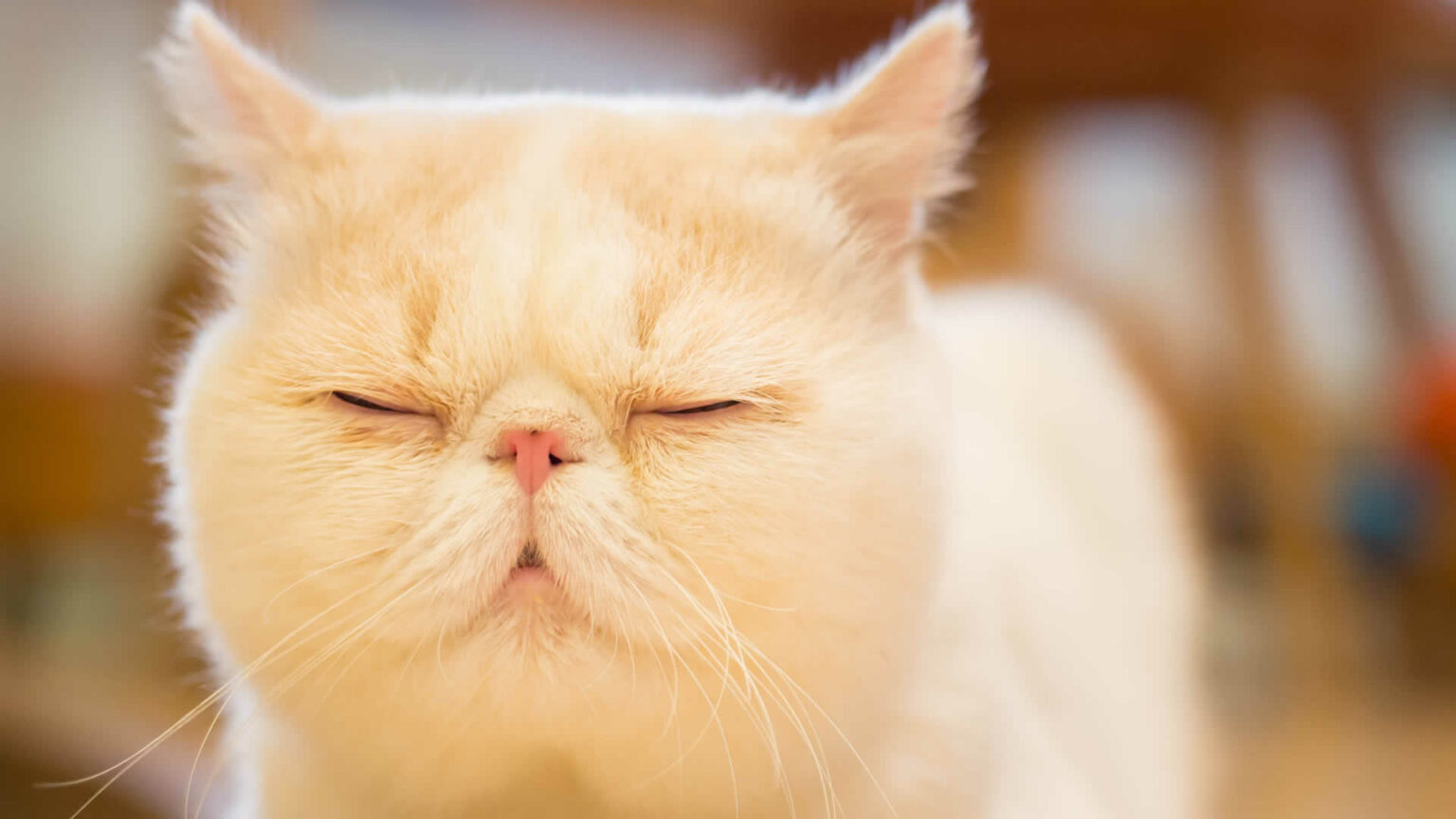 Flat Faced Cat Breeds: 10 Cats With Flat Faces