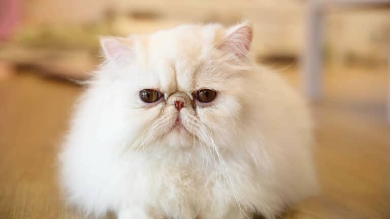 Flat Faced Cat Breeds: 10 Cats With Flat Faces
