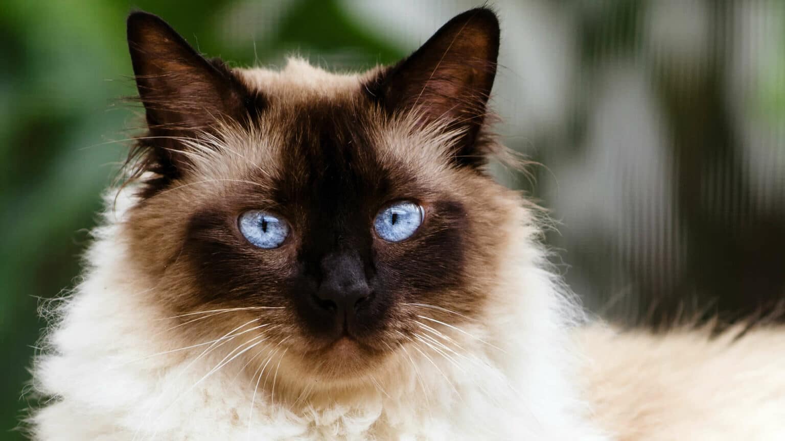 Flat Faced Cat Breeds: 10 Cats With Flat Faces