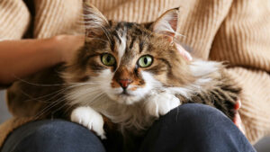 Cat Losing Weight in Hindquarters: Top 8 Reasons Why