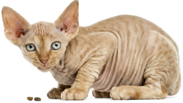 Cats With Curly Hair: 10 Breeds You Need to Know