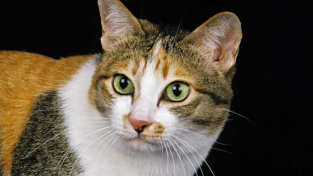15 Breeds of Cats With Yellow Eyes