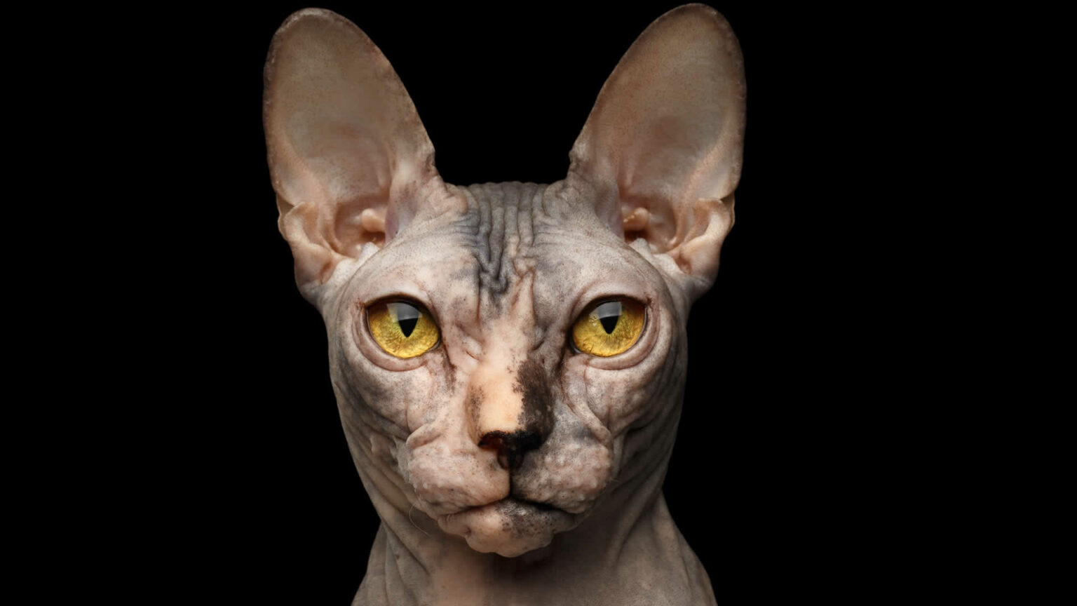 15 Breeds of Cats With Yellow Eyes