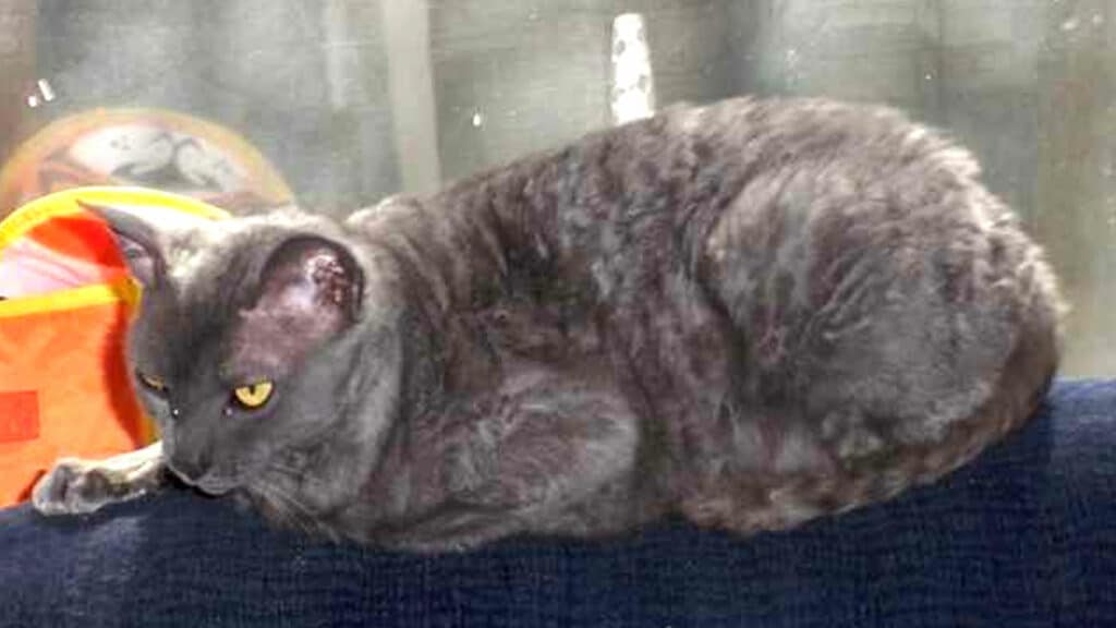 Cats With Curly Hair: 10 Breeds You Need to Know