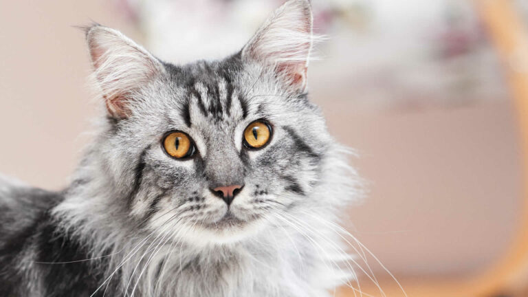 15 Breeds of Cats With Yellow Eyes