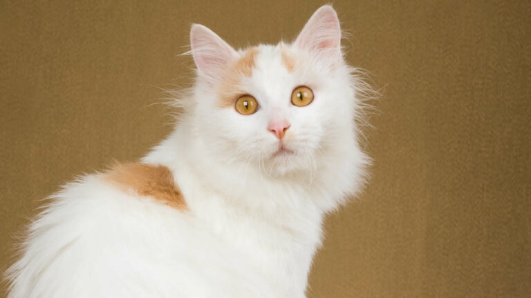15 Breeds of Cats With Yellow Eyes