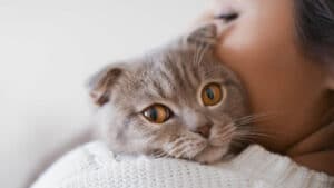 Cat Walking Weird With Back Legs (Stiff, Wobbly & Weak Legs)