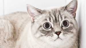Disoriented Cat with Dilated Pupils: Why & What To Do