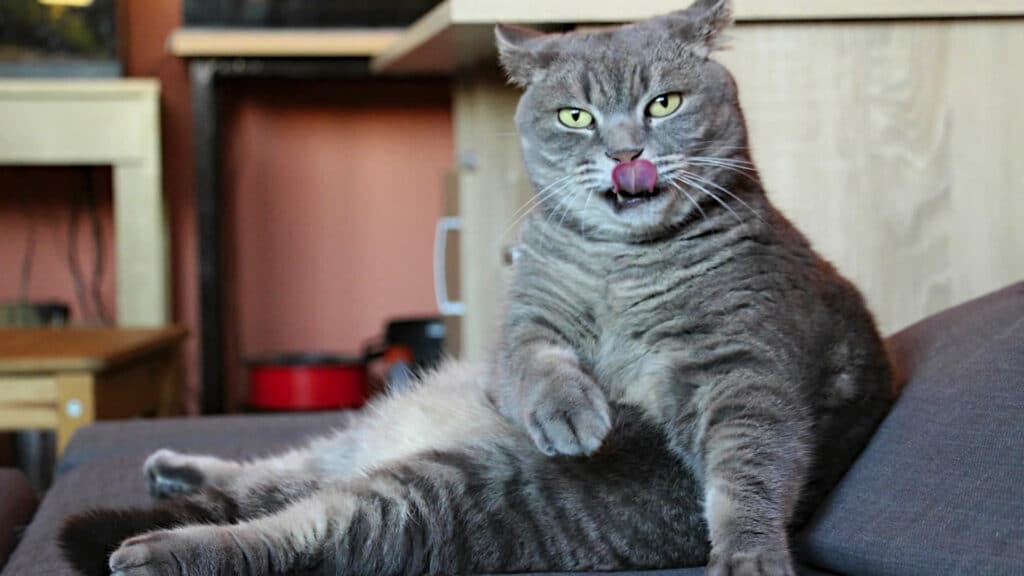 Why Is My Cat Sitting Like a Human? 6 Theories Explained