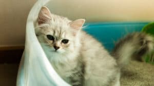 Cat Not Pooping But Acting Normal – Why & When To Worry