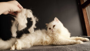 Why Is My Cat Shedding So Much? 8 Reasons & What To Do