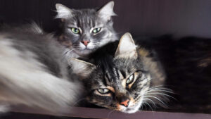 How to Tell if Cat Mating Was Successful: 10 Signs to Look for