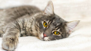 6 Pre-Labor Signs in Cats: Cat Pregnancy Timeline