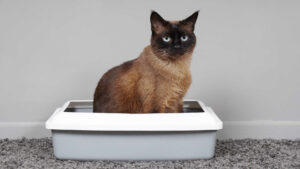 My Cat Has Runny Poop All The Time: Why & How To Stop It!