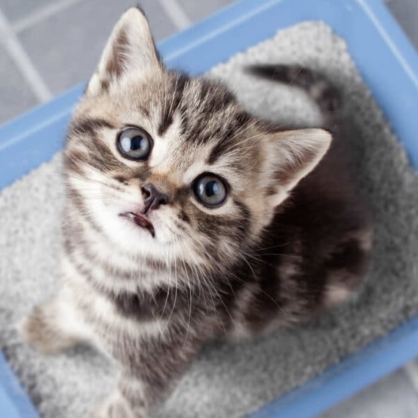 10 Best Realistic Cat Trees That Look Like A Tree (So Stylish!)