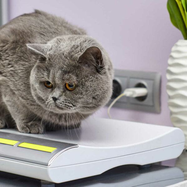 Best Smart Cat Feeders (App-Controlled & Wi-Fi Cat Feeders)