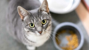 Why Is My Cat Throwing Up Undigested Food? Causes & Solutions