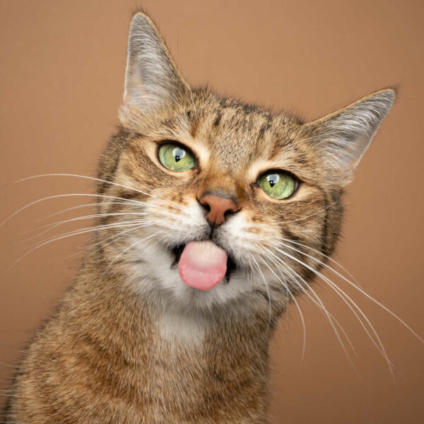 Should You Pick Scabs Off Cats 5 Cat Scab Remedies