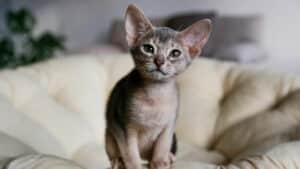 How To Calm a Kitten Down at Night in 10 Simple Steps!