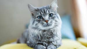 4 Best Undercoat Brush for Cats & Buying Guide